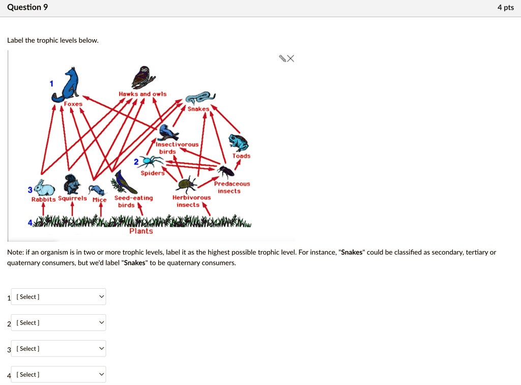Question 9 Label the trophic levels below. Hawks and owls Foxes Snakes ...
