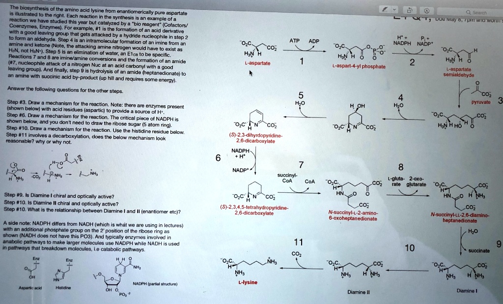 SOLVED: The biosynthesis of the amino acid lysine from enantiomerically ...