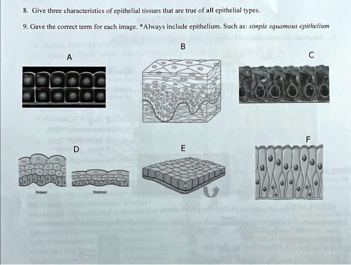 8 give three characteristics of epithelial tissues that are true of all ...