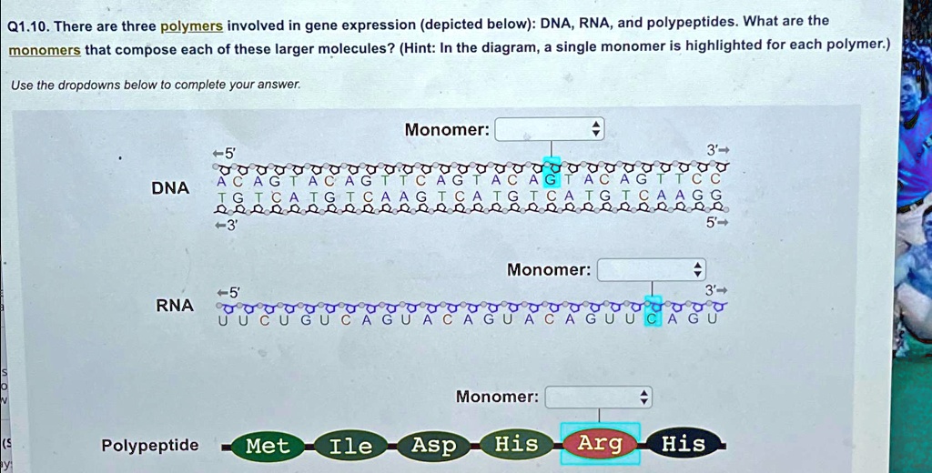 Q1.10. There are three polymers involved in gene expression (depicted ...