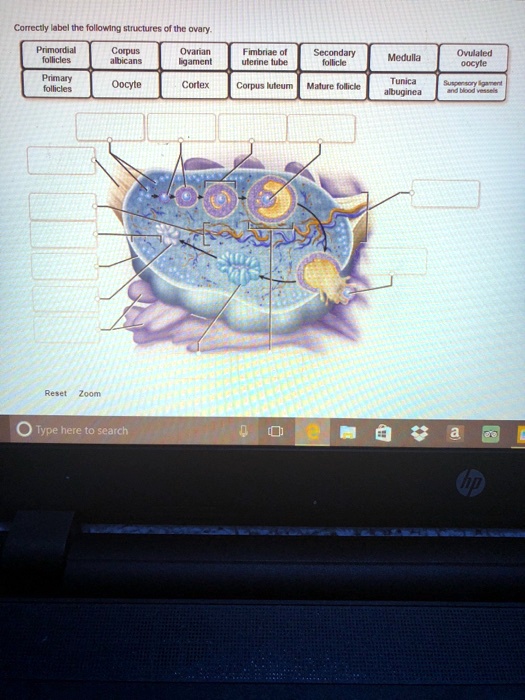 Correctly label the following structures of the ovary. Primordial follicles Corpus albicans ...