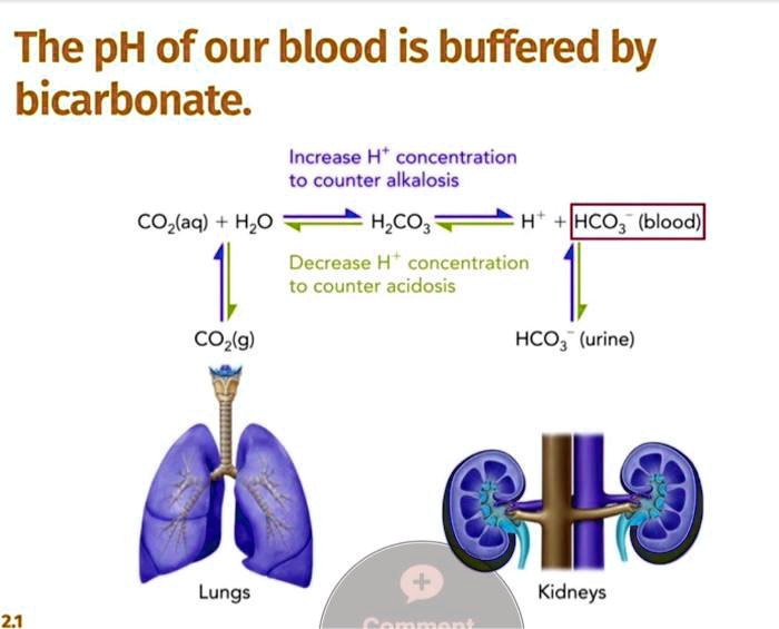 SOLVED:The pH of our blood is buffered by bicarbonate: Increase Ht concentration to counter ...