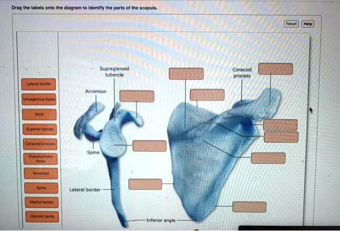 Drag the labels onto the diagram to identify the parts of the scapula. Supraglenoid tubercle ...