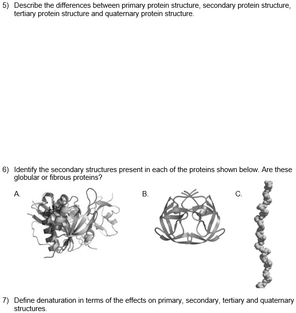 5) Describe the differences between primary protein structure ...