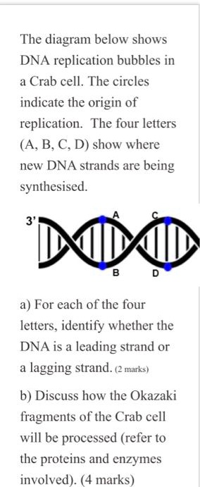The diagram below shows dna replication bubbles in crab cell...
