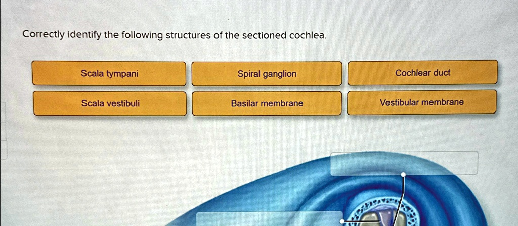 Correctly identify the following structures of the sectioned cochlea. Scala tympani Spiral ...