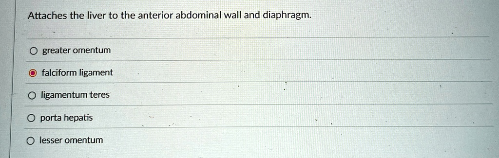attaches the liver to the anterior abdominal wall and diaphragm o greater omentum o falciform ...