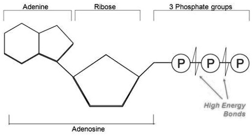 SOLVED: 'Identify the molecule pictured below: A) RNA B) Nucleic Acid C) ATP D) DNA Adenine ...