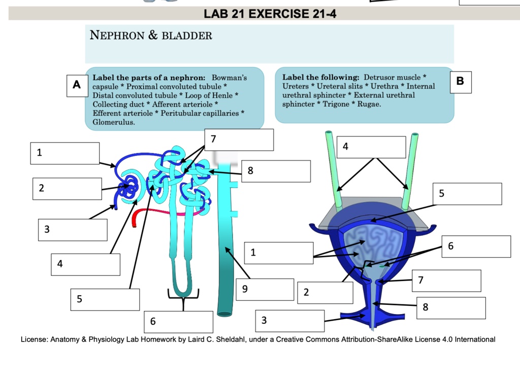 lab 21 exercise 21 4 nephron bladder a label the parts of a nephron ...