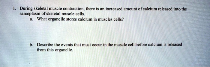 SOLVED: During skeletal muscle contraction there is an increased amount ...