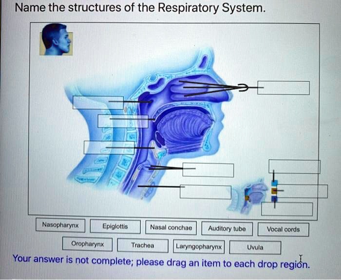 SOLVED: Name the structures of the Respiratory System Nasopharynx ...