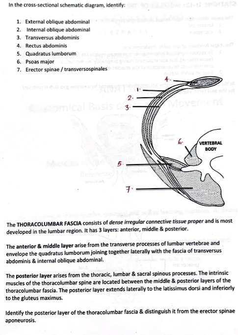 SOLVED: In the cross-sectional schematic diagram, identify: 1. External ...