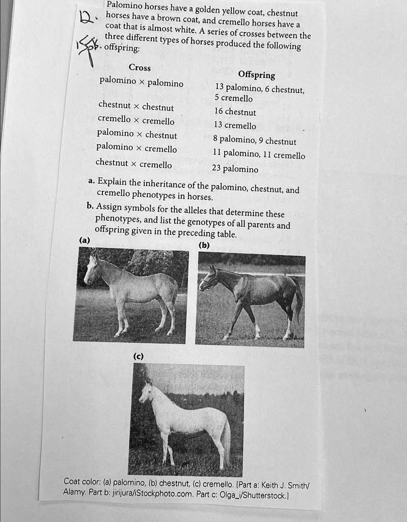 SOLVED: Palomino horses have a golden yellow coat, chestnut horses have a brown coat, and ...