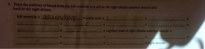 2. Trace the pathway of blood from the left ventricle to a cell in the ...
