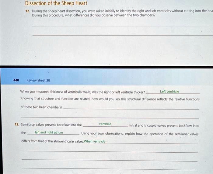 Dissection of the Sheep Heart 12. During the sheep heart dissection ...