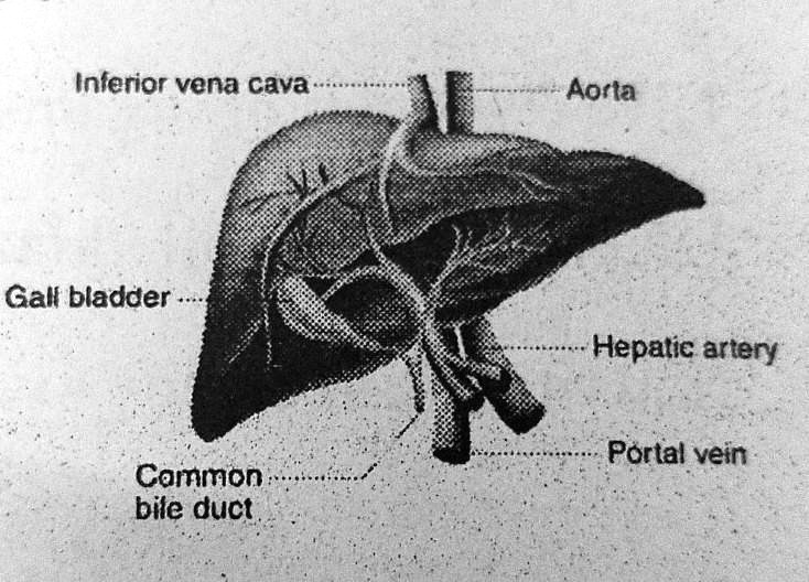 [GET ANSWER] Inferior vena cava Aorta Gall bladder Hepatic artery ...