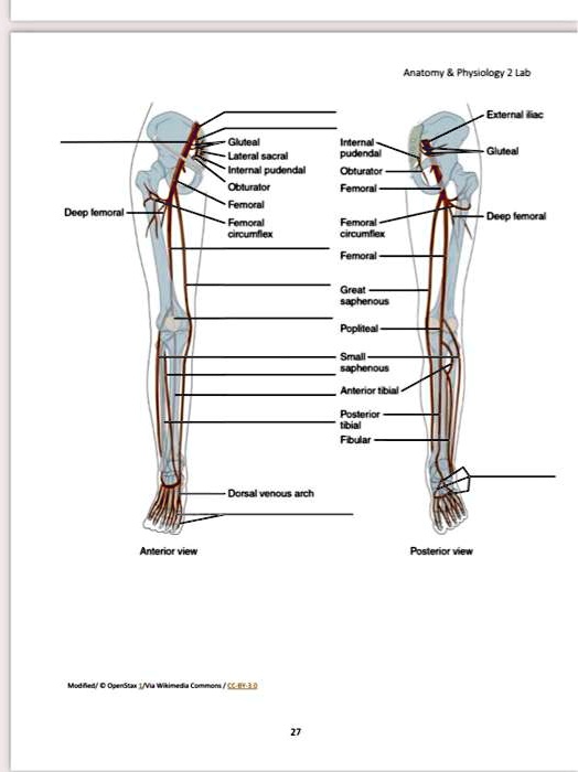 Deep femoral Anterior view Anatomy Physiology 2 Lab External iliac ...