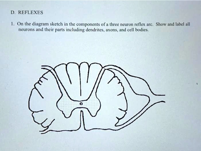 SOLVED: D REFLEXES On the diagram, sketch the components of a three ...