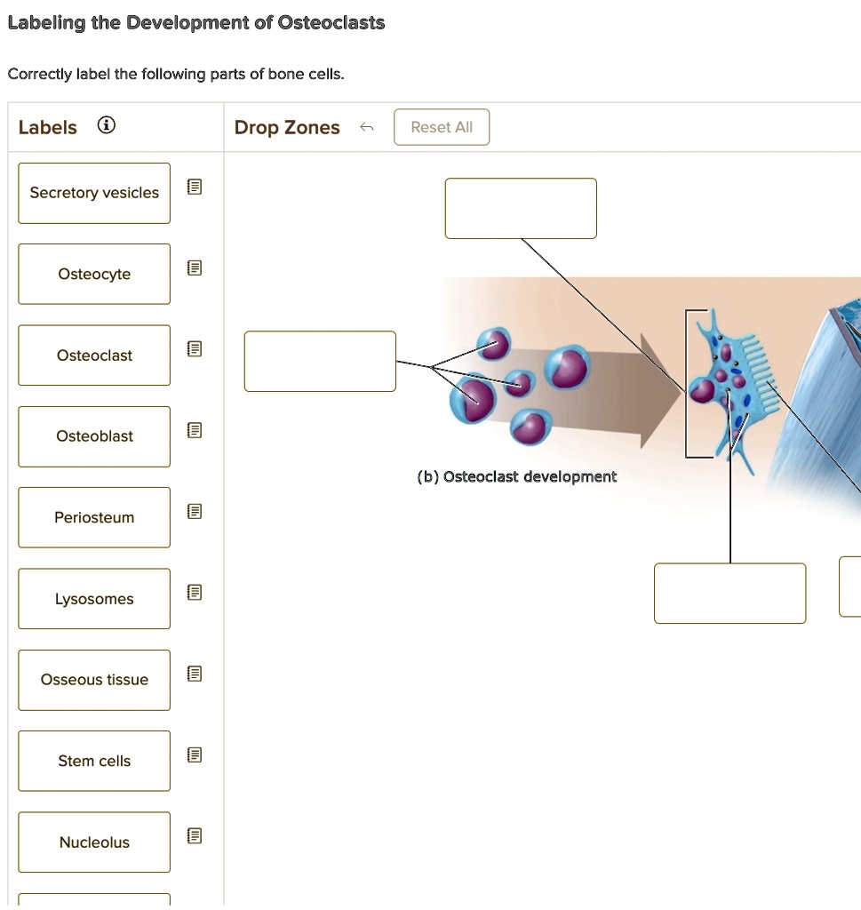 labeling the development of osteoclasts correctly label the following parts of bone cells ...
