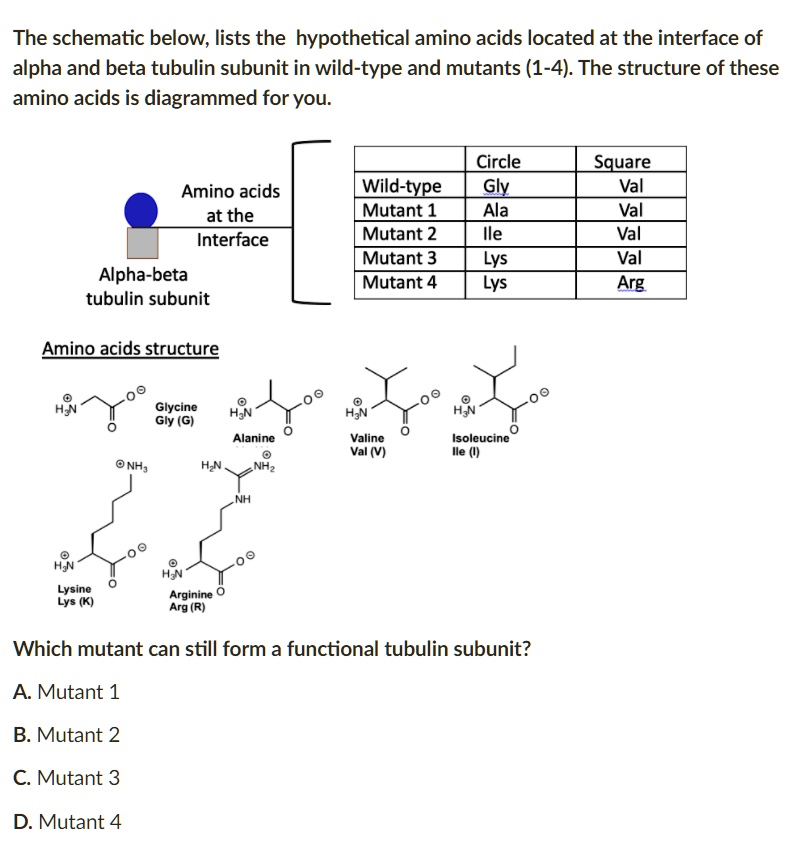 SOLVED: The schematic below lists the hypothetical amino acids located at the interface of the ...