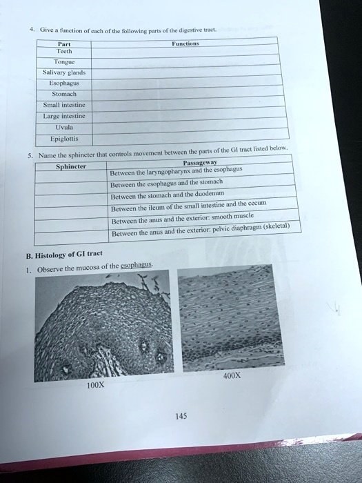 SOLVED: Give a function of each of the following parts of the digestive ...