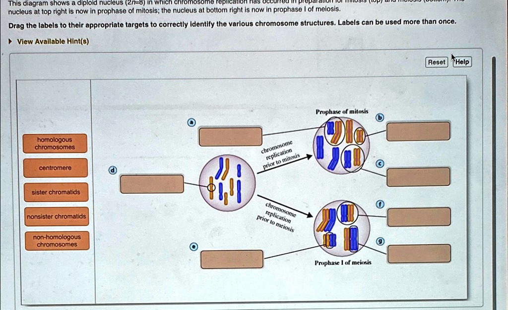 This diagram shows a diploid nucleus (2n=8) in which chromosome replication nucleus at top right ...