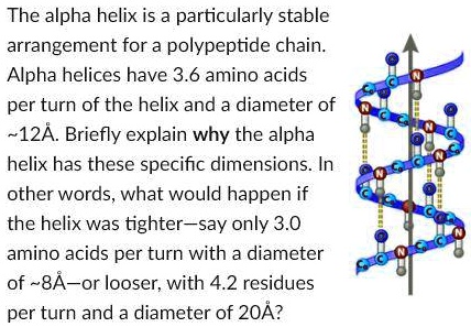 the alpha helix is a particularly stable arrangement for a polypeptide ...