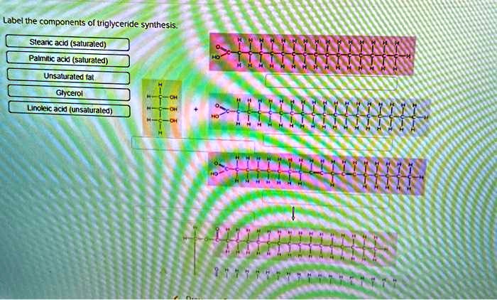 SOLVED: Text: Label the components of triglyceride synthesis: Stearic ...