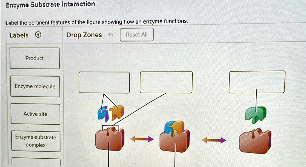 Enzyme Substrate Interaction Label the pertinent features of the figure showing how an enzyme ...
