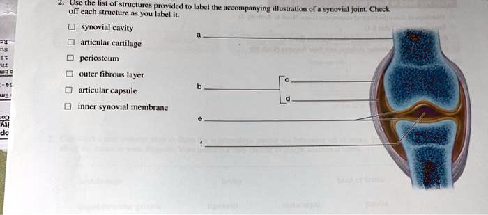 off each structure as you label it synovial cavity articular cartilage ...