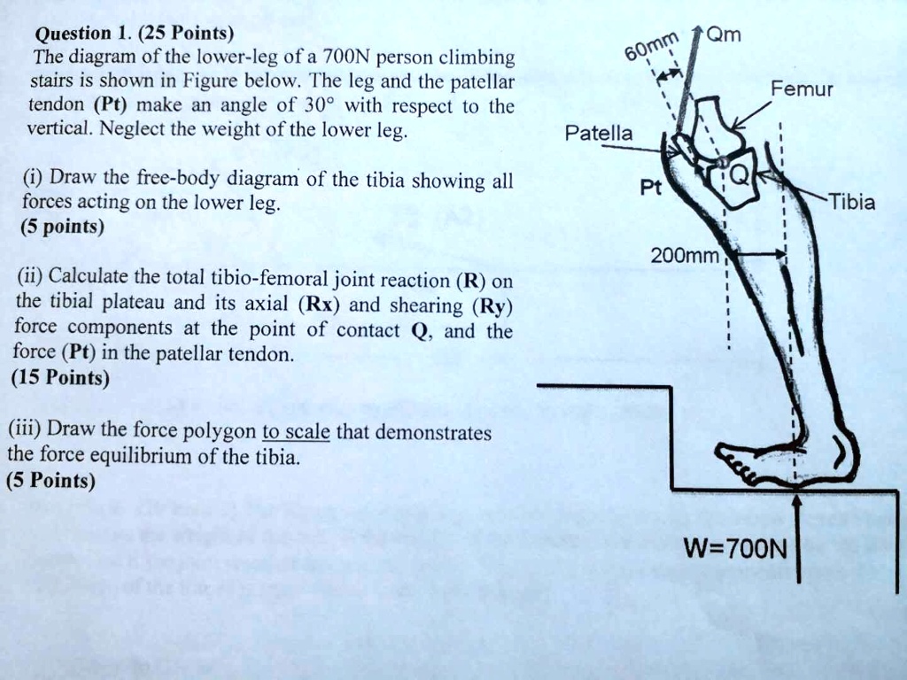 Question 1. (25 Points) The diagram of the lower-leg of a 700N person ...