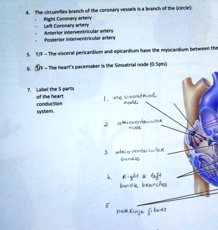 SOLVED: The circumflex branch of the coronary vessels is a branch of the (circle): Right ...
