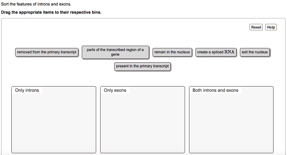 SOLVED: Sort the features of introns and exons Drag the appropriate items to their respective ...