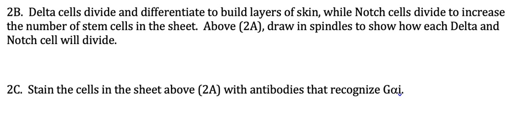 SOLVED:2B. Delta cells divide and differentiate to build layers of skin ...