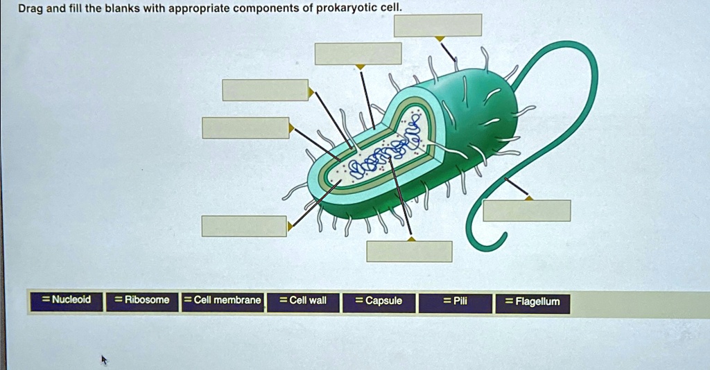 drag and fill the blanks with appropriate components of prokaryotic ...