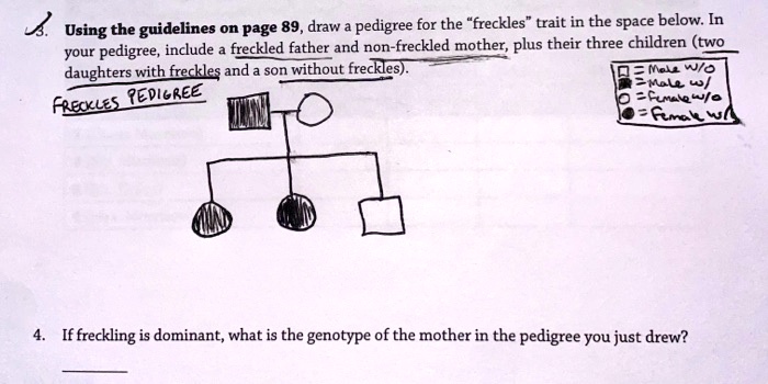 using the guidelines on page 89 draw pedigree for the freckles trait in ...