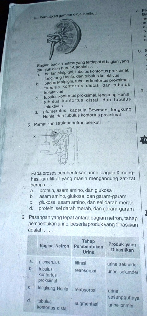 SOLVED: tolong dong di jawab aumbar ginjal berikutl Perhatikan nefron ... SOLVED: tolong dong di jawab aumbar ginjal berikutl Perhatikan nefron ...
