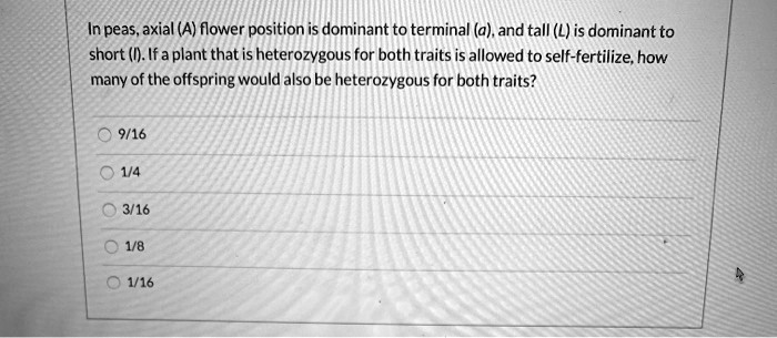 SOLVED: In peas, axial (A) flower position dominant to terminal (a) and ...
