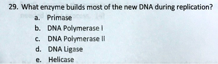 SOLVED: 29. What enzyme builds most of the new DNA during replication ...