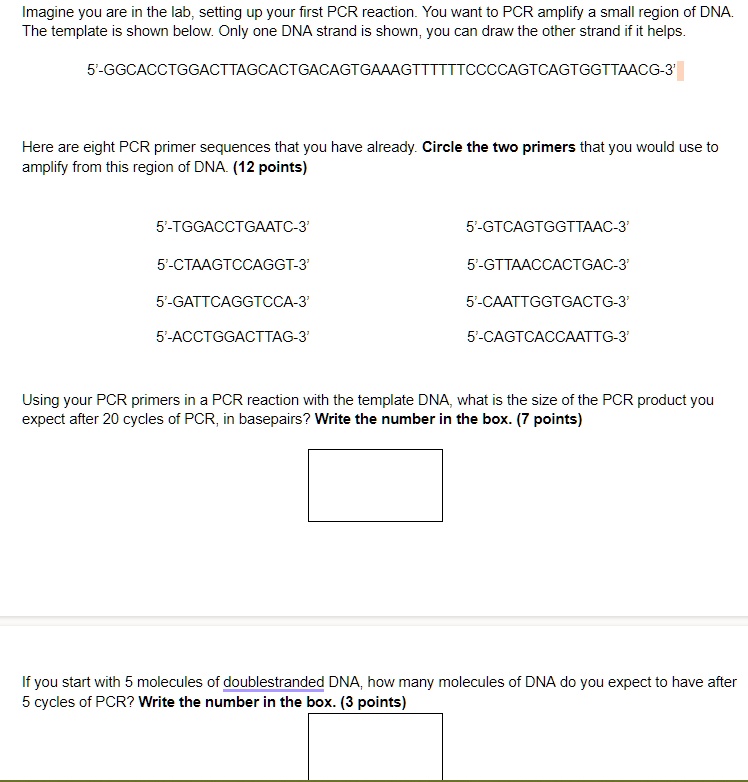 imagine you are in the lab setting up your first pcr reaction you want ...