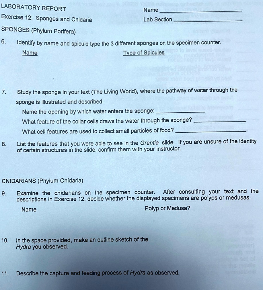 LABORATORY REPORT Exercise 12: Sponges and Cnidaria SPONGES (Phylum ...