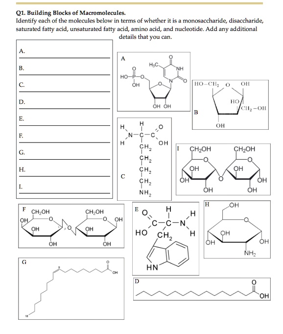 q1 building blocks of macromolecules dentify each of the molecules ...