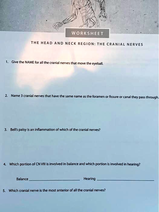 SOLVED: WORKSHEET THE HEAD AND NECK REGIONTHE CRANIAL NERVES 1.Give the ...