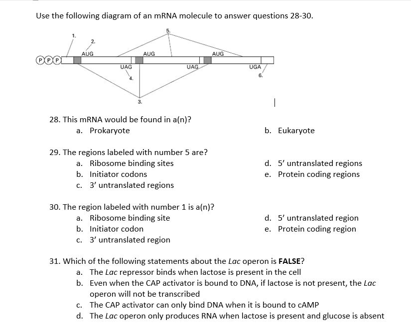 Text: Use the following diagram of an mRNA molecule to answer questions ...