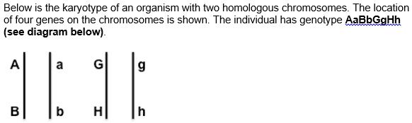 using legible drawings show the major steps of mitosis that need to ...