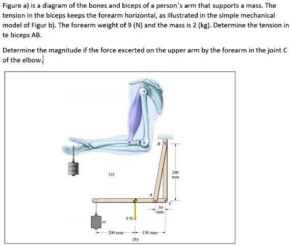 Figure a) is a diagram of the bones and biceps of a person's arm that ...
