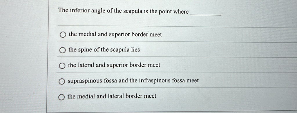 the inferior angle of the scapula is the point where the medial and ...