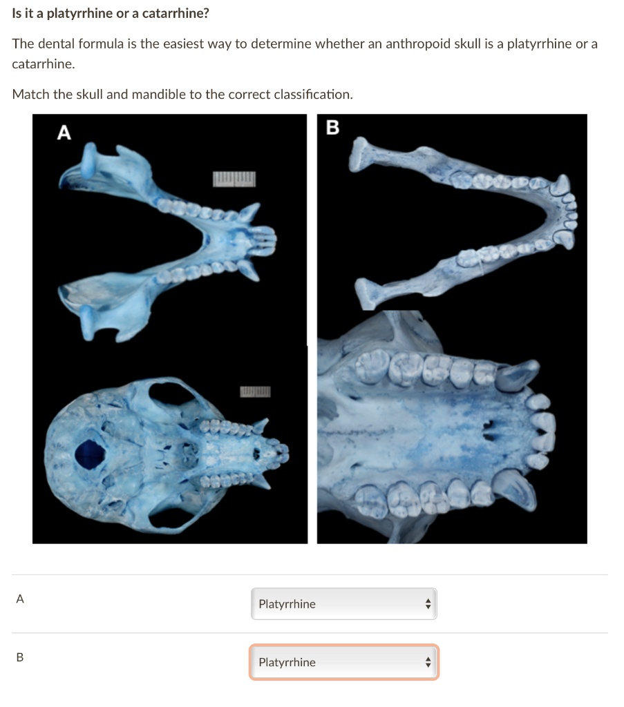 SOLVED: Is it a platyrrhine or a catarrhine? The dental formula is the ...