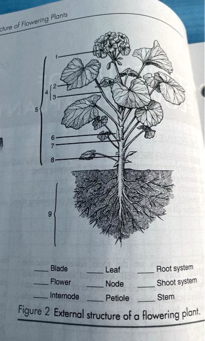 SOLVED: Blade Flower Internode Leaf Node Root system Shoot system ... SOLVED: Blade Flower Internode Leaf Node Root system Shoot system ...