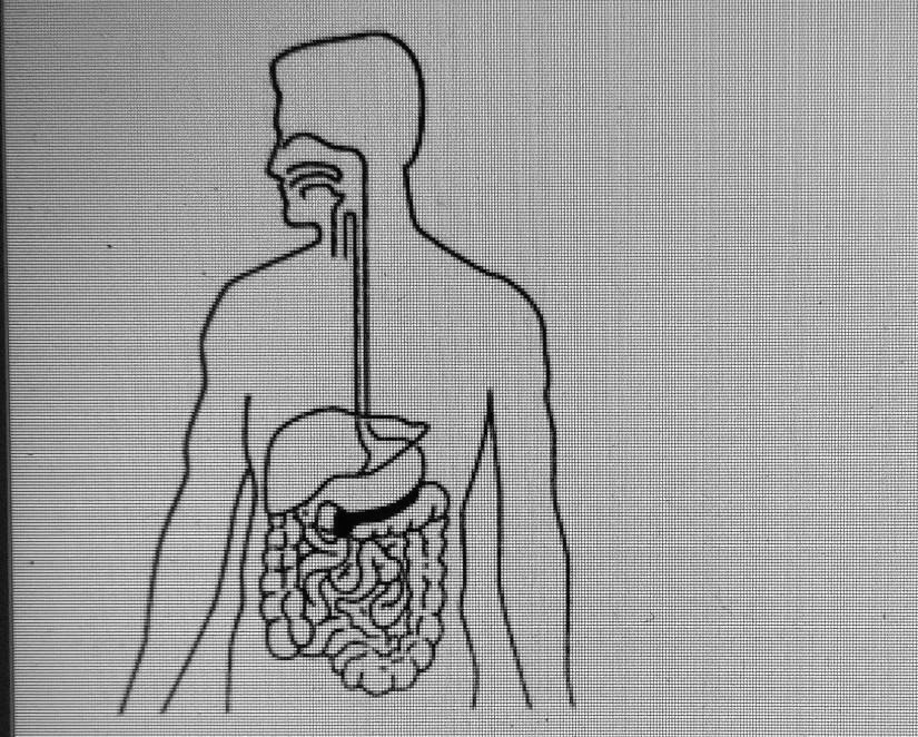 SOLVED In The Human Body Organ systems Interact With Each Other To SOLVED In The Human Body Organ systems Interact With Each Other To